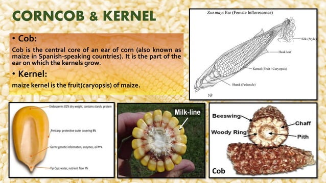 Yield contributing character of maize | PPTX