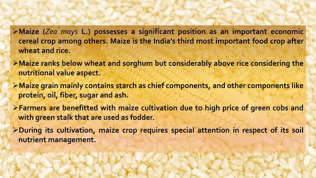 Yield contributing character of maize | PPTX