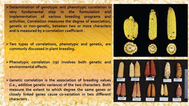 Yield contributing character of maize | PPTX