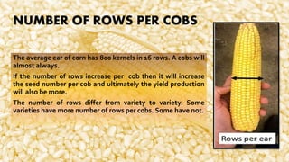 Yield contributing character of maize | PPTX