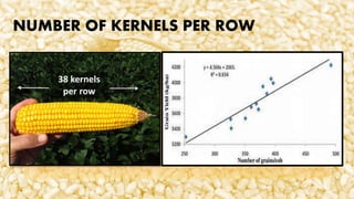 Yield contributing character of maize | PPTX