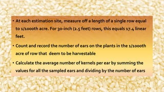 Yield contributing character of maize | PPTX
