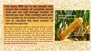 Yield contributing character of maize | PPTX
