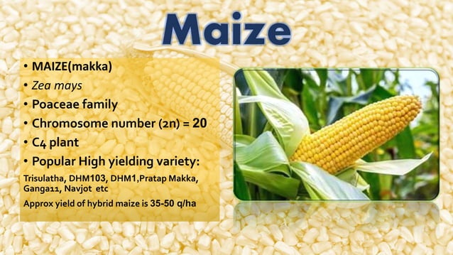 Yield contributing character of maize | PPTX
