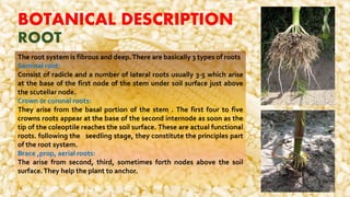 Yield contributing character of maize | PPTX