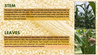 Yield contributing character of maize | PPTX