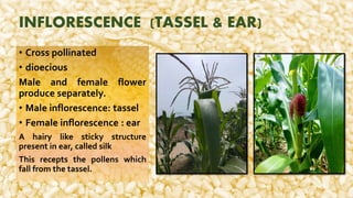 Yield contributing character of maize | PPTX