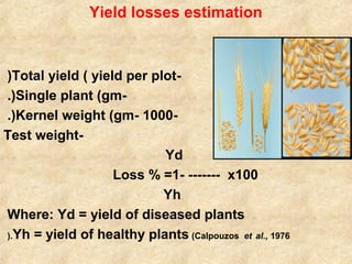 Yield losses dou to wheat rusts and powdery | PPT
