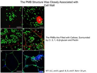Isolation and characterization of key factors involved in glutelin ...