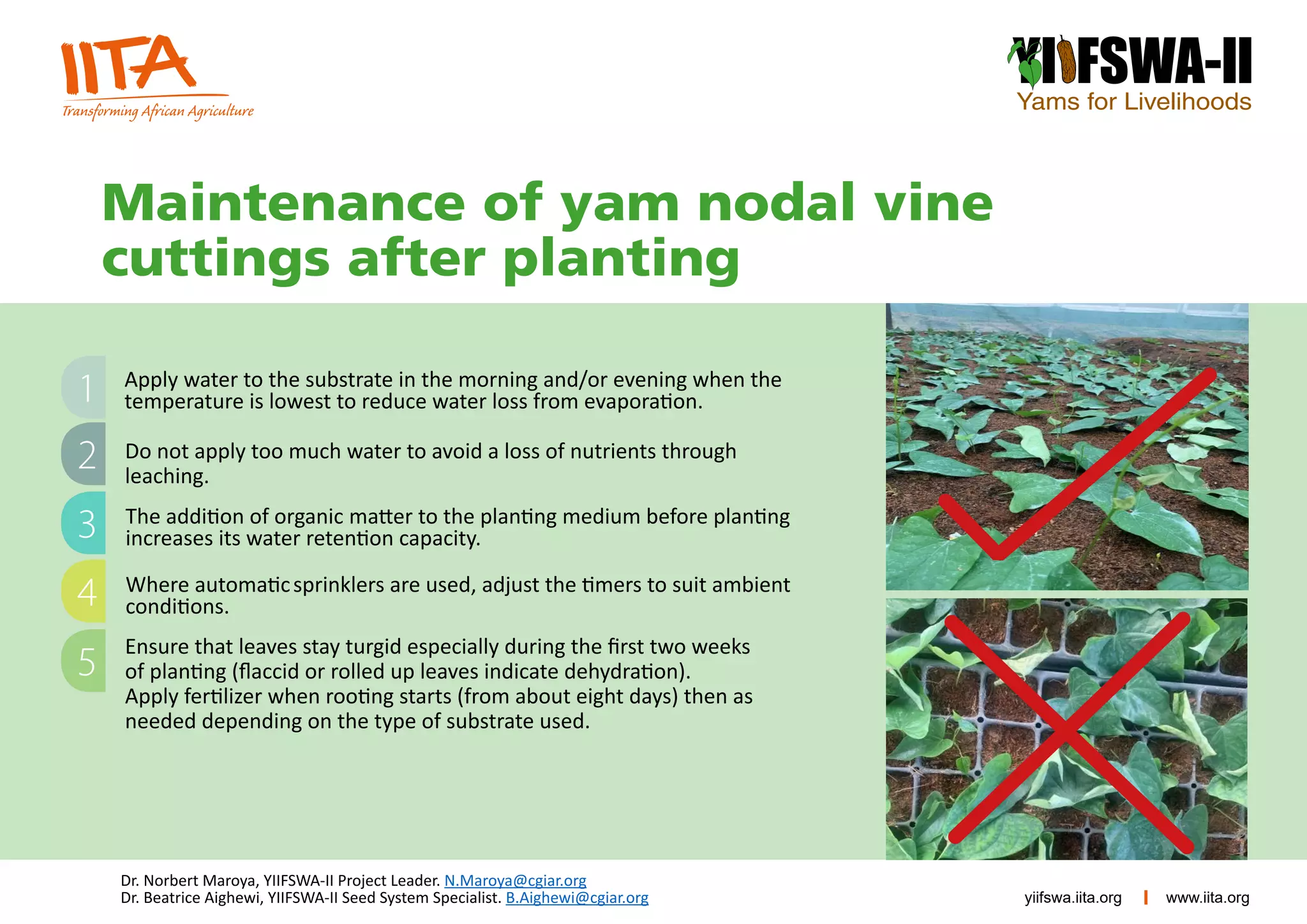 Producing yam mother plants to collect vines for propagation | PPT