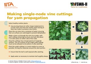 Producing yam mother plants to collect vines for propagation | PDF