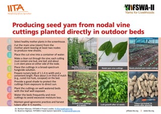 Producing yam mother plants to collect vines for propagation | PDF
