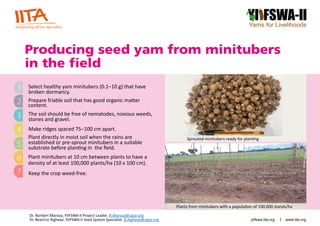 Producing yam mother plants to collect vines for propagation | PPT