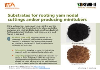 Producing yam mother plants to collect vines for propagation | PDF