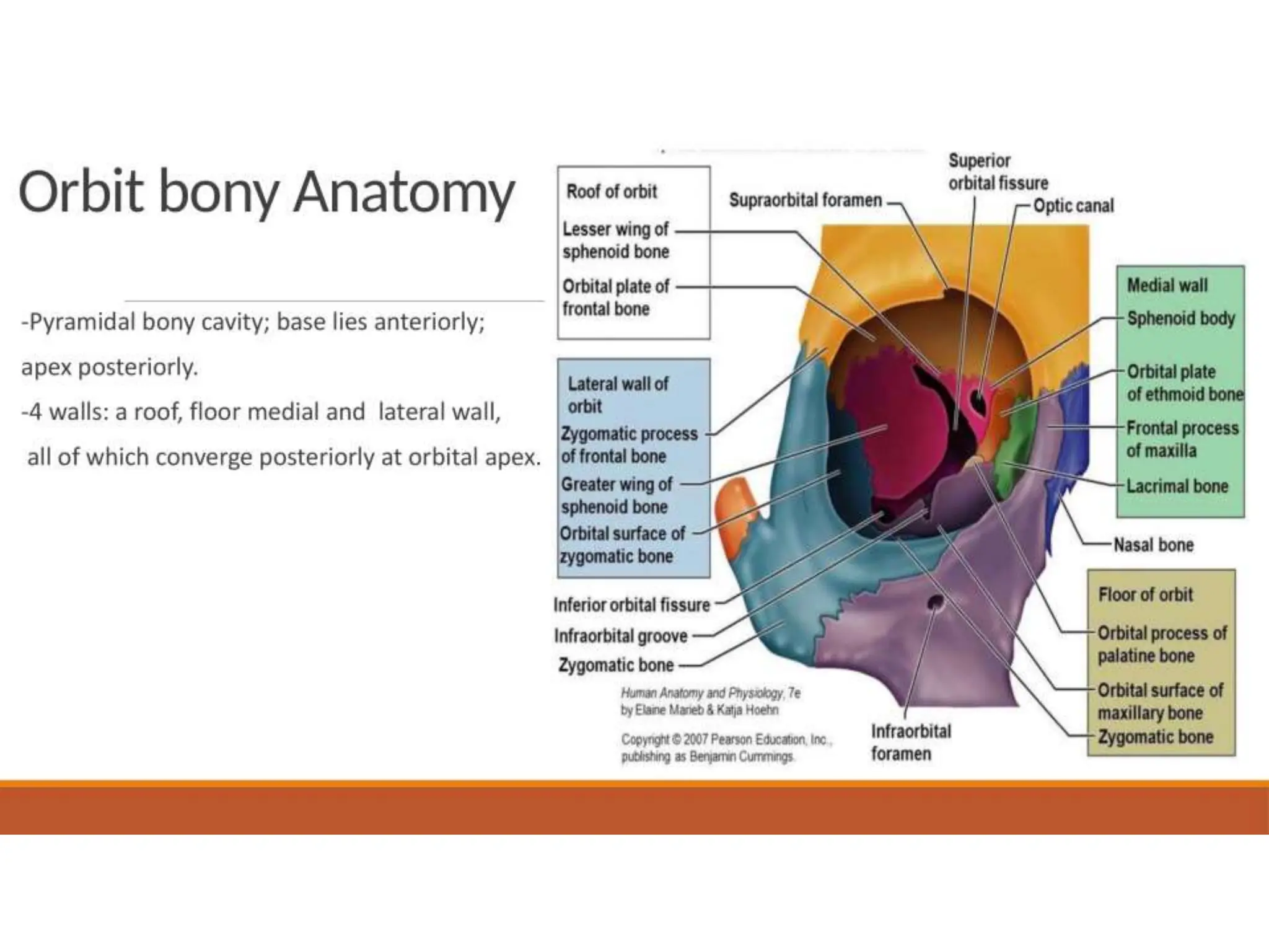 xray_Paranasal sinus and orbit-_.pptx
