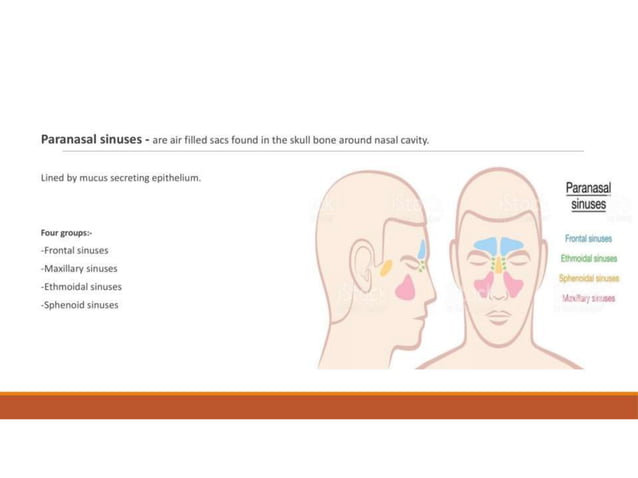 xray_Paranasal sinus and orbit-_.pptx