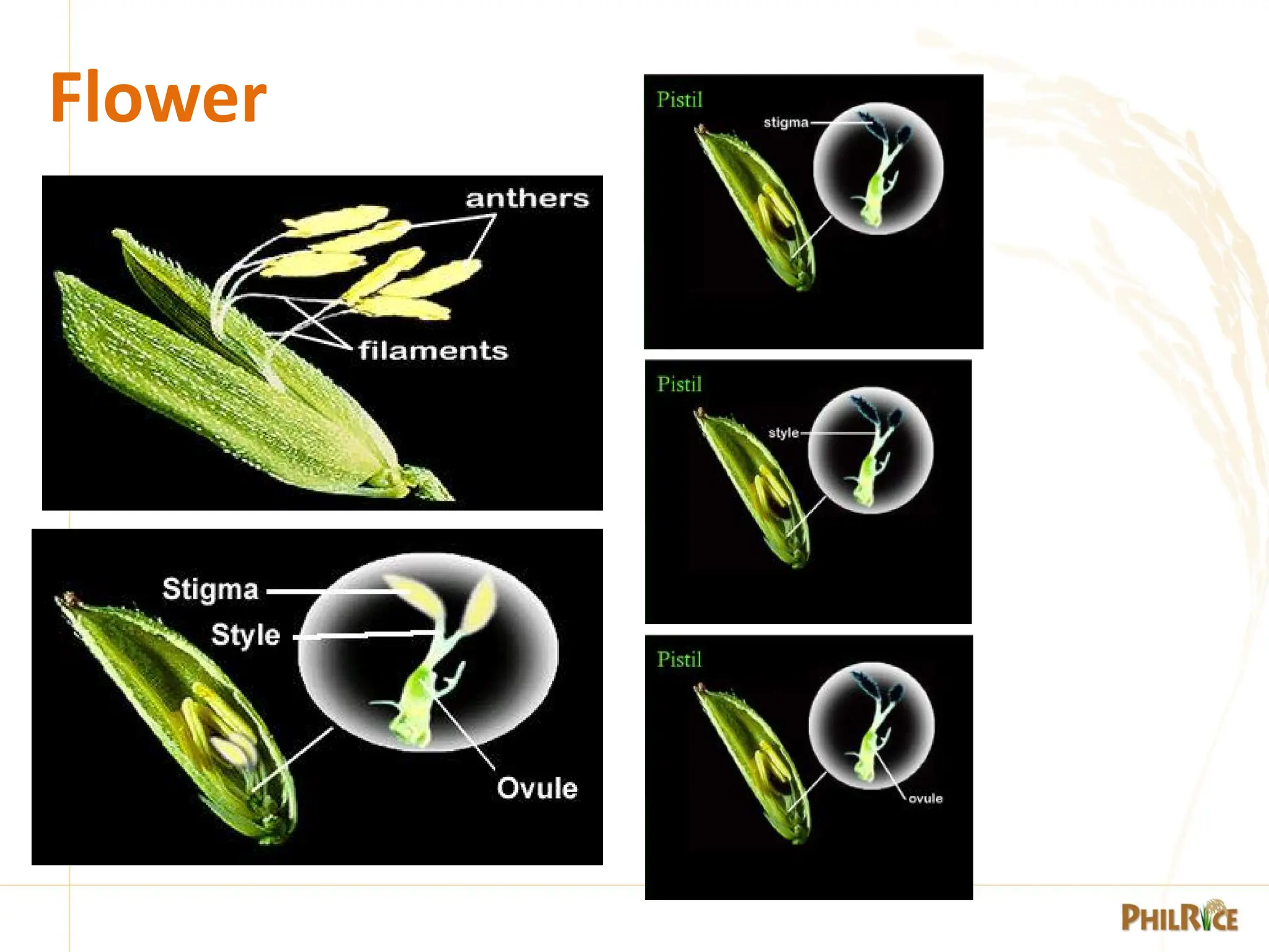 1. -Morphology-of-the-rice-plant-PPT.pdf