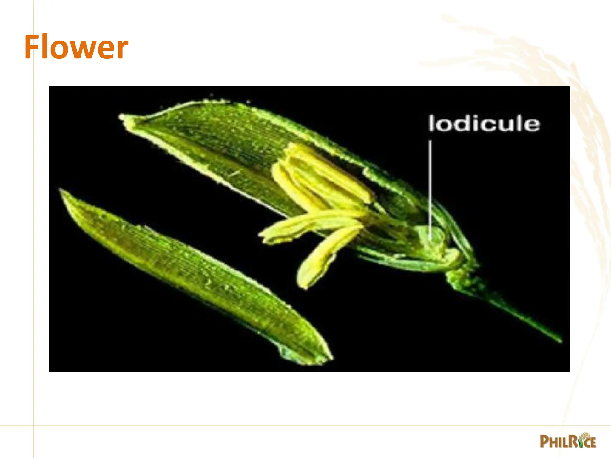 1. -Morphology-of-the-rice-plant-PPT.pdf