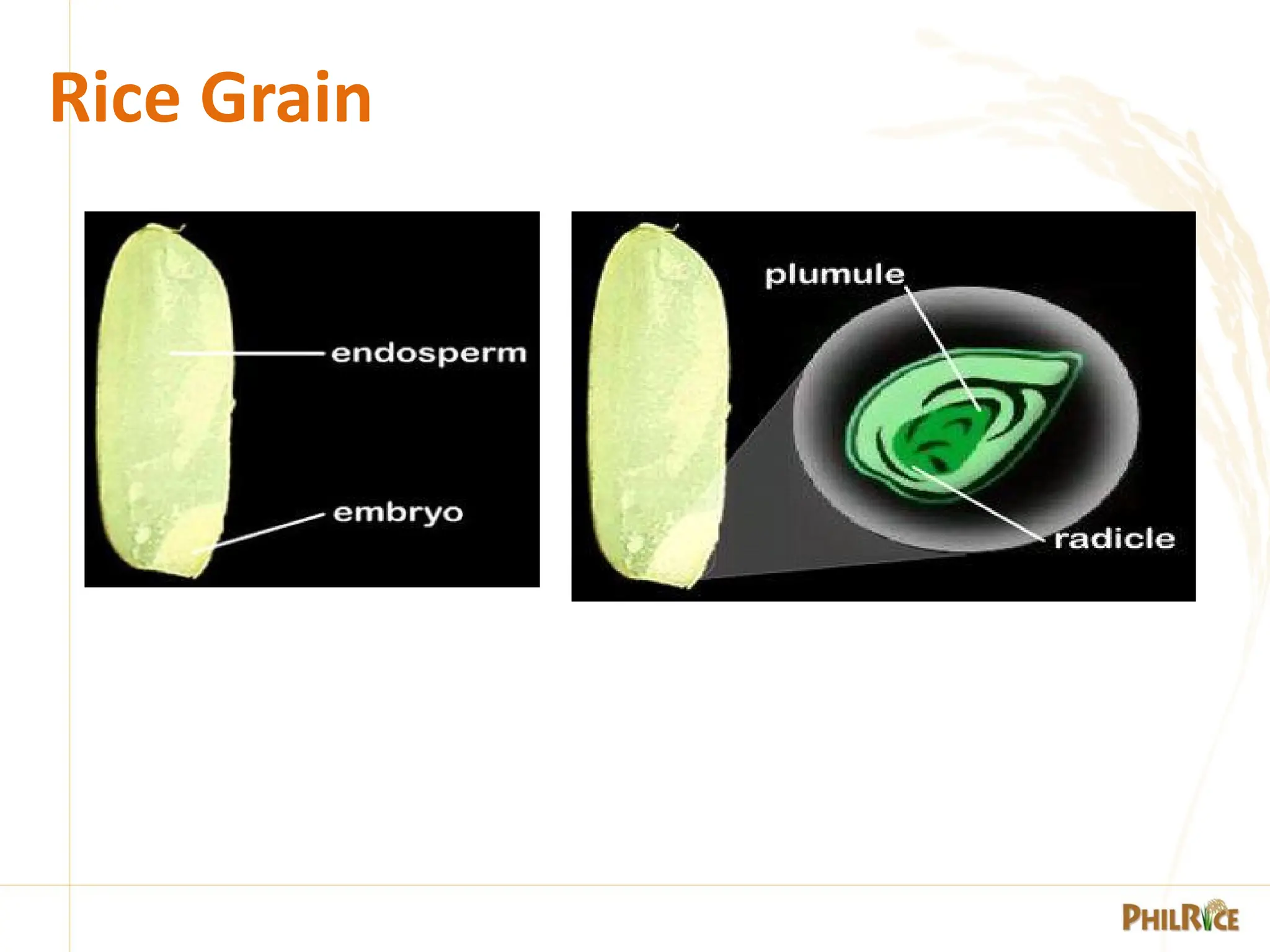 1. -Morphology-of-the-rice-plant-PPT.pdf