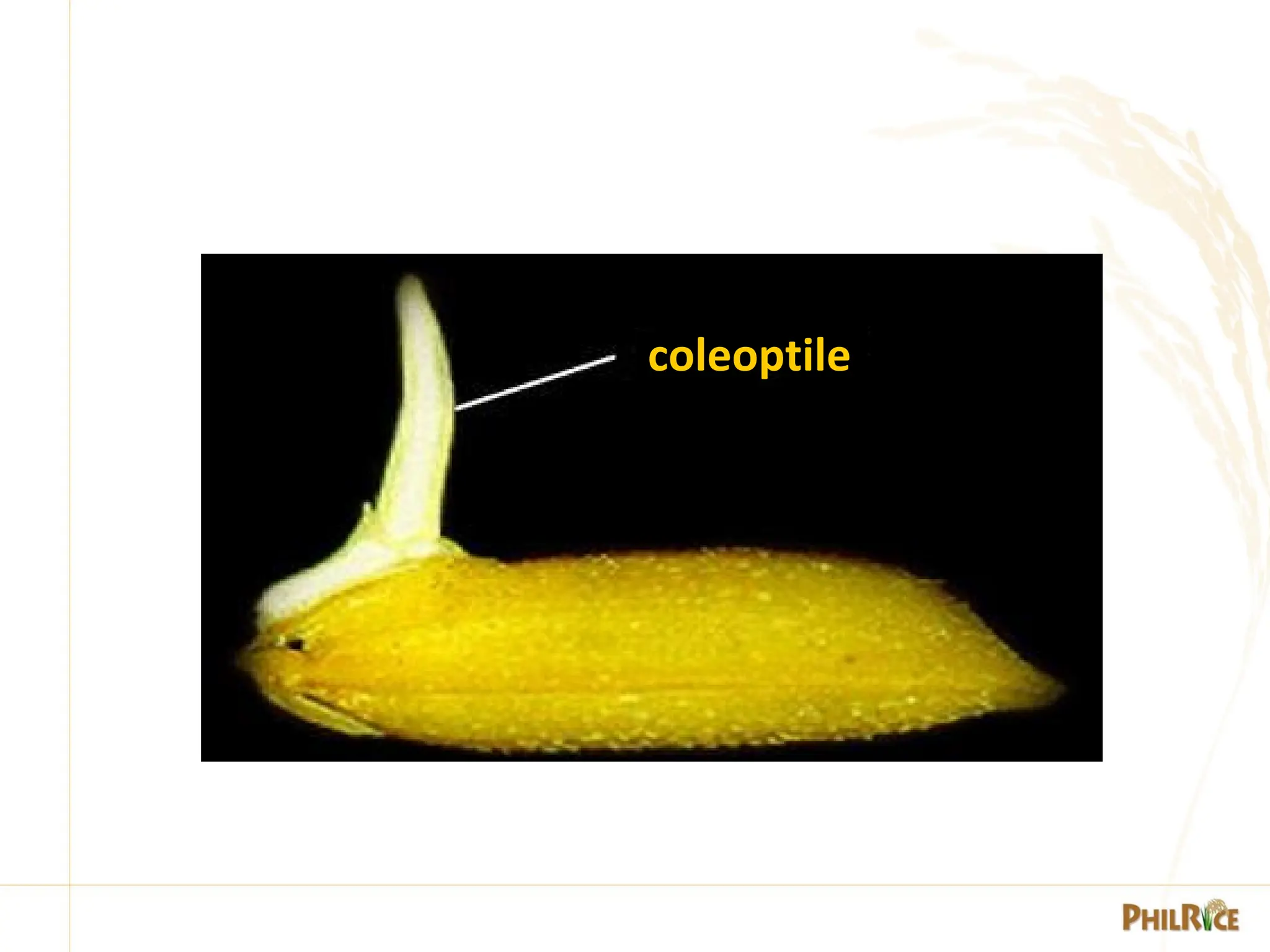 1. -Morphology-of-the-rice-plant-PPT.pdf