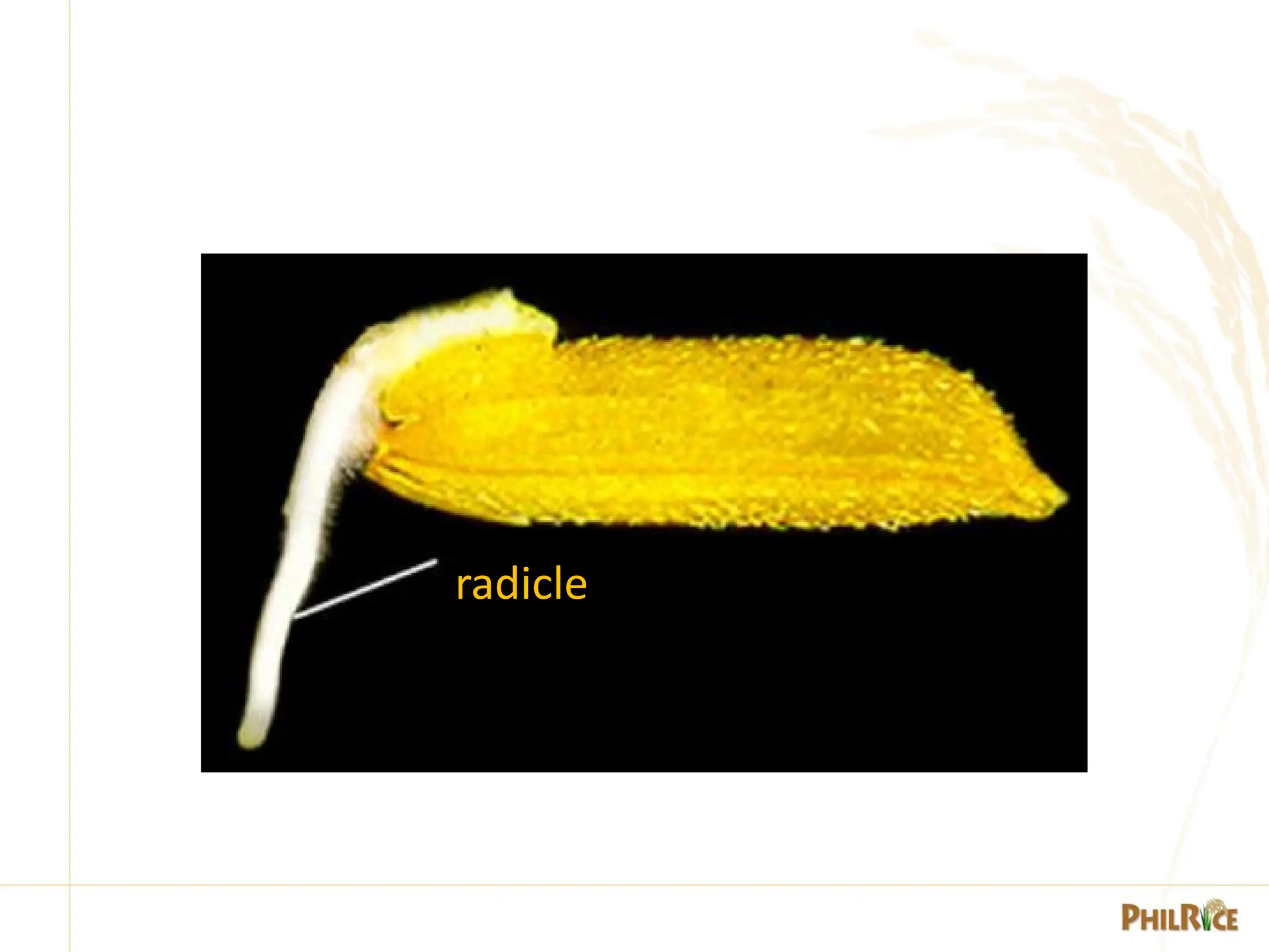 1. -Morphology-of-the-rice-plant-PPT.pdf