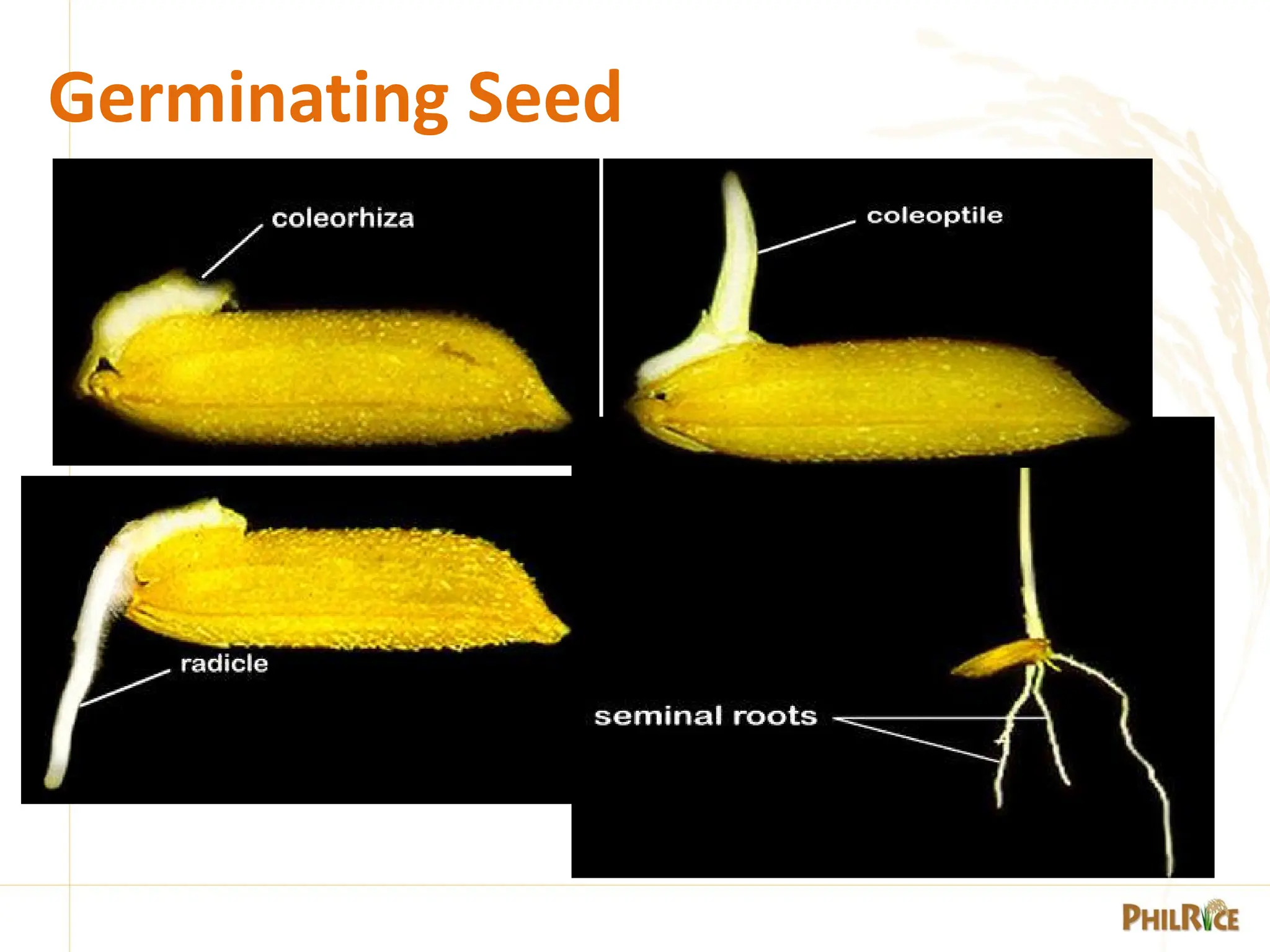 1. -Morphology-of-the-rice-plant-PPT.pdf | Gardening | Home & Garden