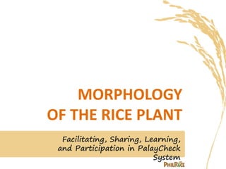 1. -Morphology-of-the-rice-plant-PPT.pdf