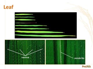1. -Morphology-of-the-rice-plant-PPT.pdf
