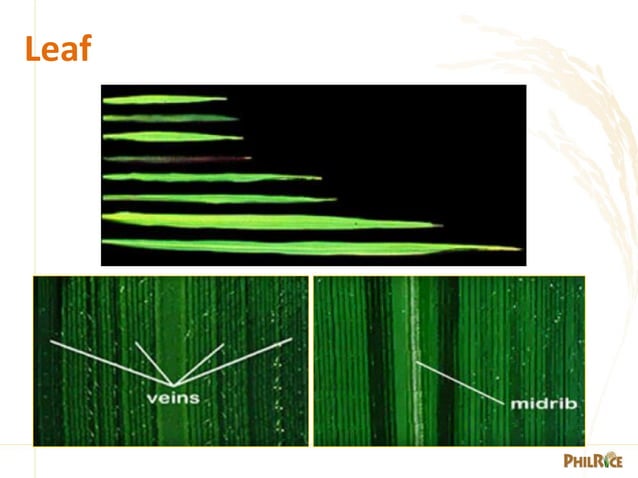 1. -Morphology-of-the-rice-plant-PPT.pdf | Gardening | Home & Garden