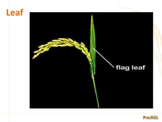 1. -Morphology-of-the-rice-plant-PPT.pdf