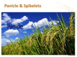 1. -Morphology-of-the-rice-plant-PPT.pdf