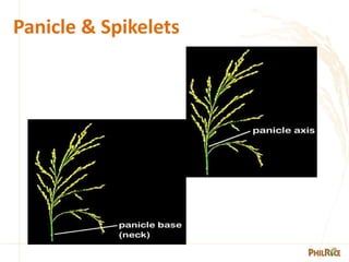 1. -Morphology-of-the-rice-plant-PPT.pdf