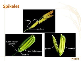 1. -Morphology-of-the-rice-plant-PPT.pdf