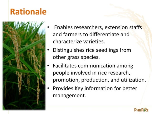 1. -Morphology-of-the-rice-plant-PPT.pdf | Gardening | Home & Garden