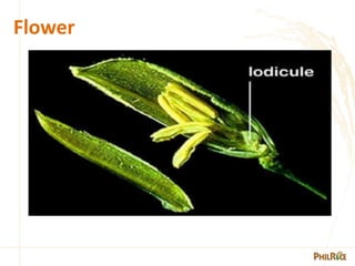 1. -Morphology-of-the-rice-plant-PPT.pdf