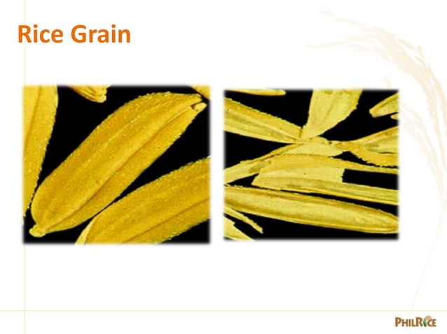 1. -Morphology-of-the-rice-plant-PPT.pdf | Gardening | Home & Garden