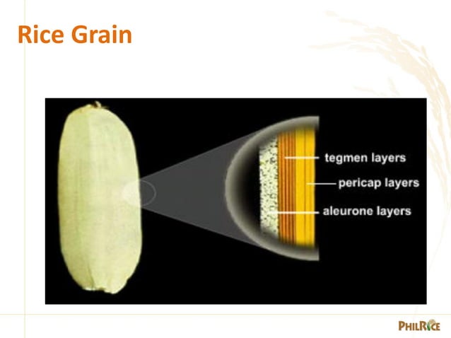 1. -Morphology-of-the-rice-plant-PPT.pdf | Gardening | Home & Garden
