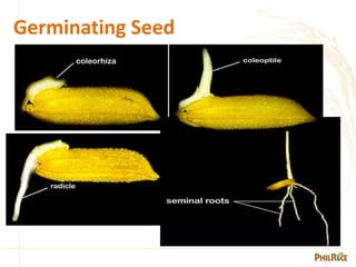 1. -Morphology-of-the-rice-plant-PPT.pdf