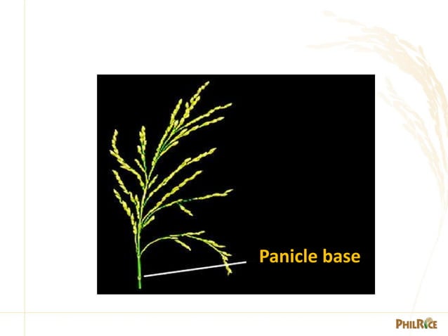 1. -Morphology-of-the-rice-plant-PPT.pdf | Gardening | Home & Garden
