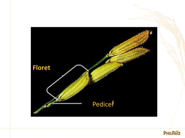 1. -Morphology-of-the-rice-plant-PPT.pdf
