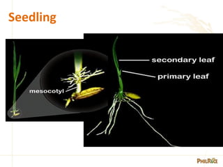 1. -Morphology-of-the-rice-plant-PPT.pdf