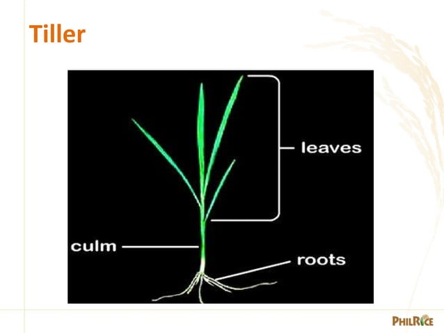 1. -Morphology-of-the-rice-plant-PPT.pdf | Gardening | Home & Garden