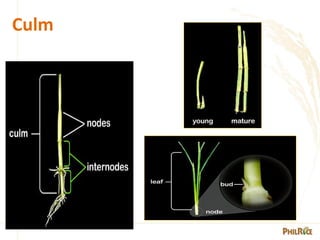 1. -Morphology-of-the-rice-plant-PPT.pdf