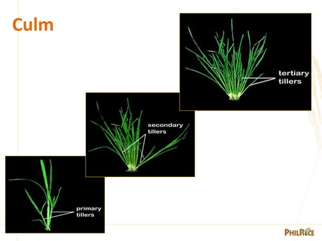 1. -Morphology-of-the-rice-plant-PPT.pdf | Gardening | Home & Garden