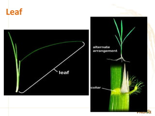 1. -Morphology-of-the-rice-plant-PPT.pdf