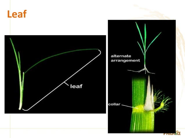 1. -Morphology-of-the-rice-plant-PPT.pdf | Gardening | Home & Garden