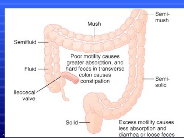 Movements of small and large intestine