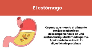 Sistema digestivo y la colitis ulcerosa. | PPT