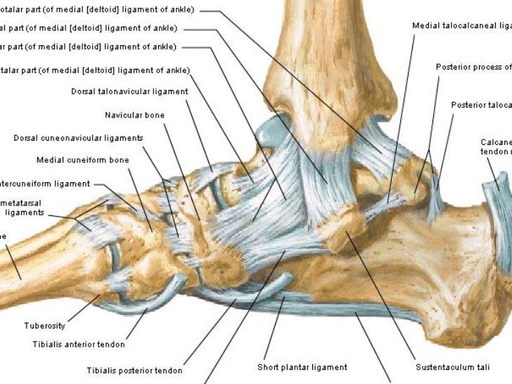 Tyypilliset urheilijan nilkka- ja polvivammat ja niiden ennaltaehkäisy