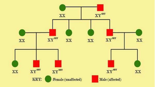 y linked inheritance.pptx